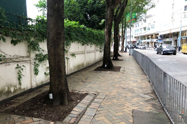 news.gov.hk - Tree collapse probe completed