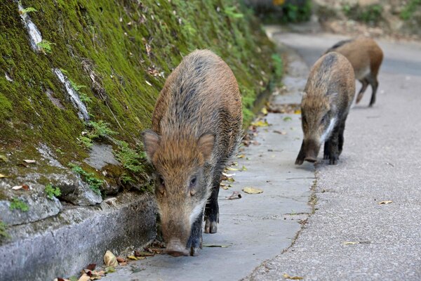 news.gov.hk - AFCD concerned about pig attack