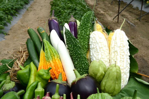 news.gov.hk - FarmFest opens at Fa Hui Park