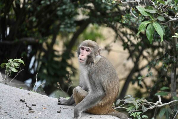 news.gov.hk - Public urged to avoid monkeys